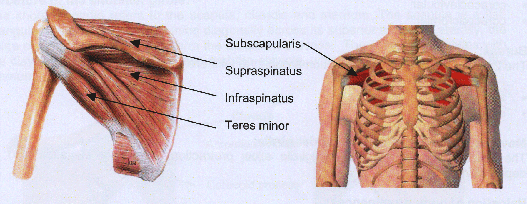 Preventing Rotator Cuff Injury Capital Area PT Wellness